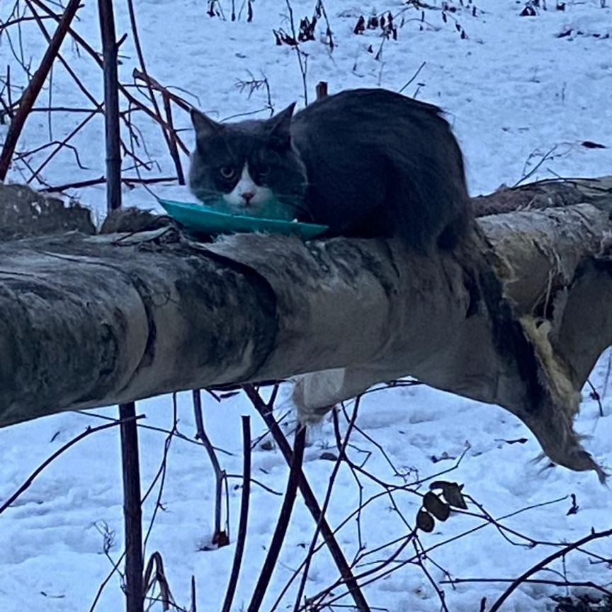 Кот