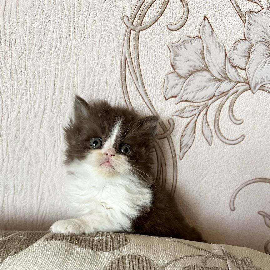 Британские шоколадные котята