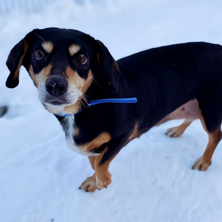 Взрослая собака в добрые руки