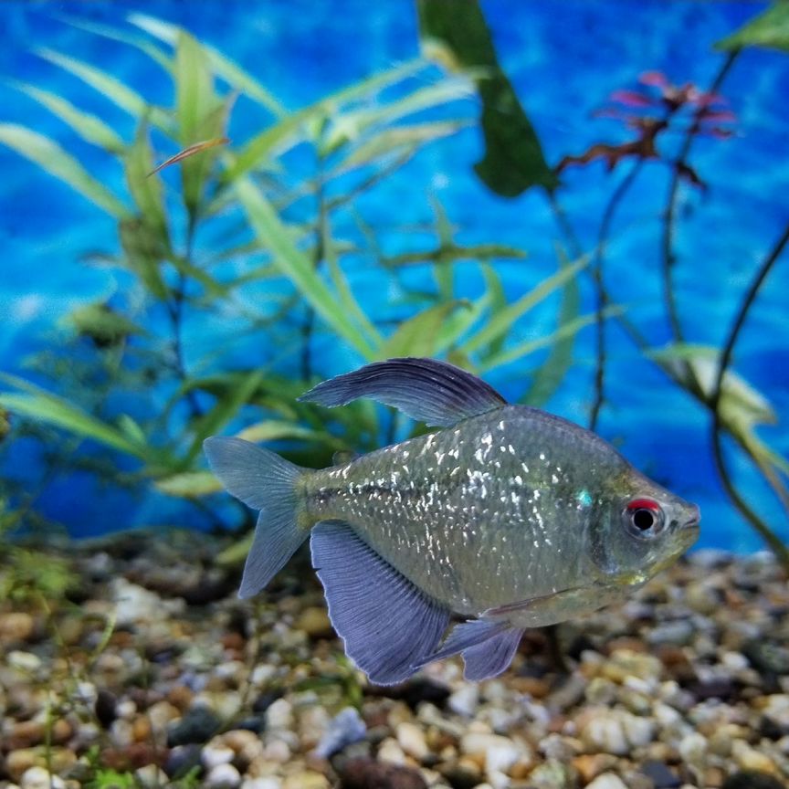 Тетра бриллиантовая