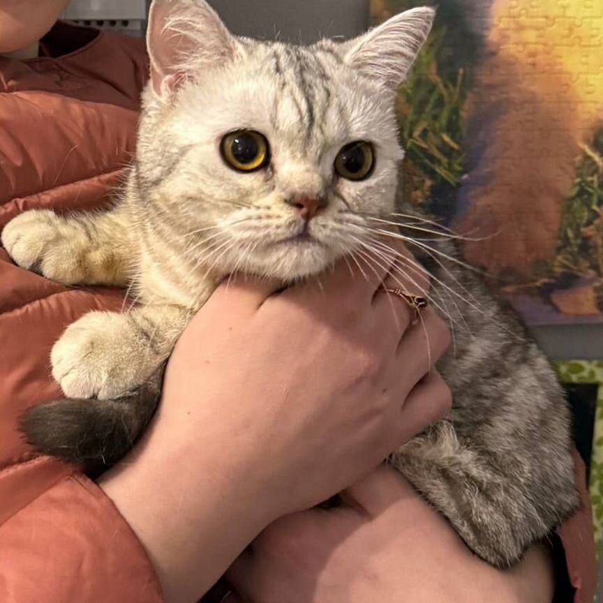 Британский короткошёрстный котёнок