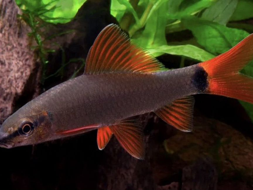 Лабео(водрослоед)