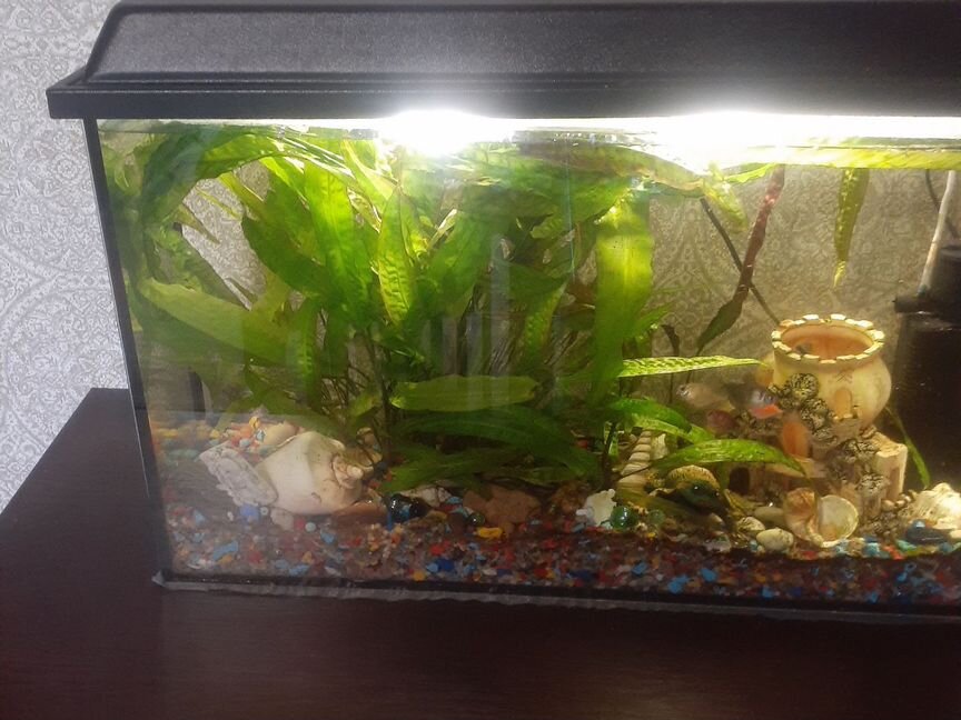 Криптокорина