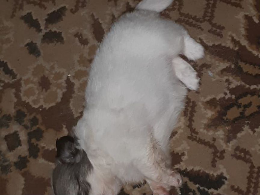 Щенки пекинеса