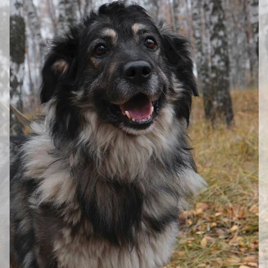 Пёс Элвис в поиске хозяев