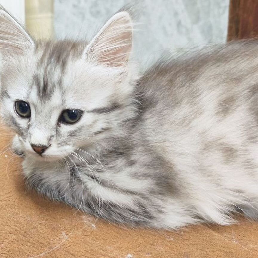 Котенок