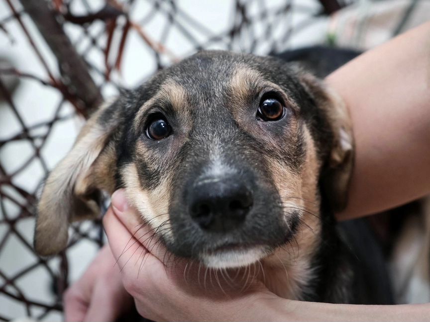 Щенок ищет дом