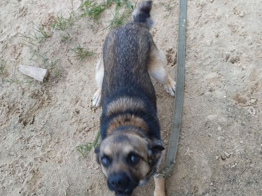 Собака в добрые руки отдам бесплатно