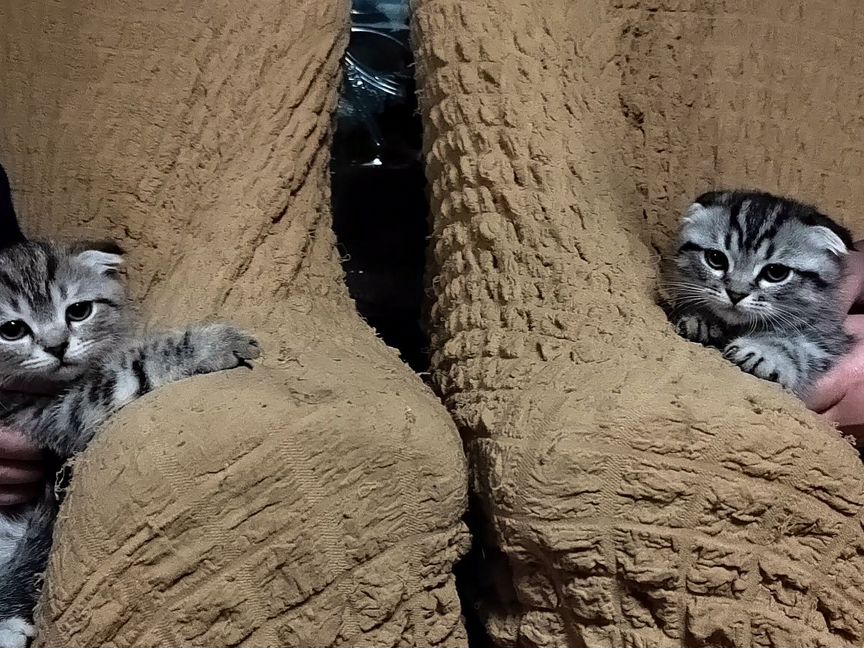 Британские котята. Обращайтесь