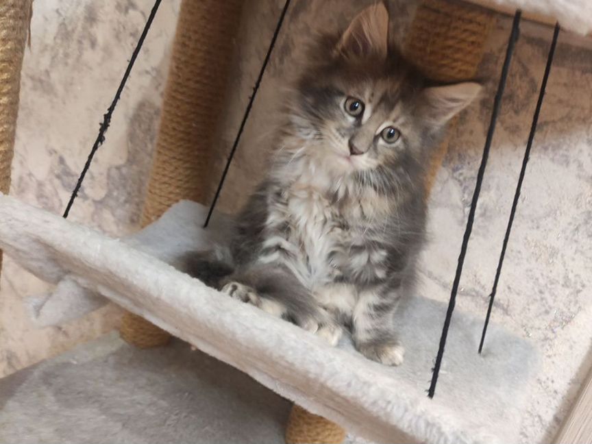 Котята мейн-кун:рыжий, черепаховый, дымчатый