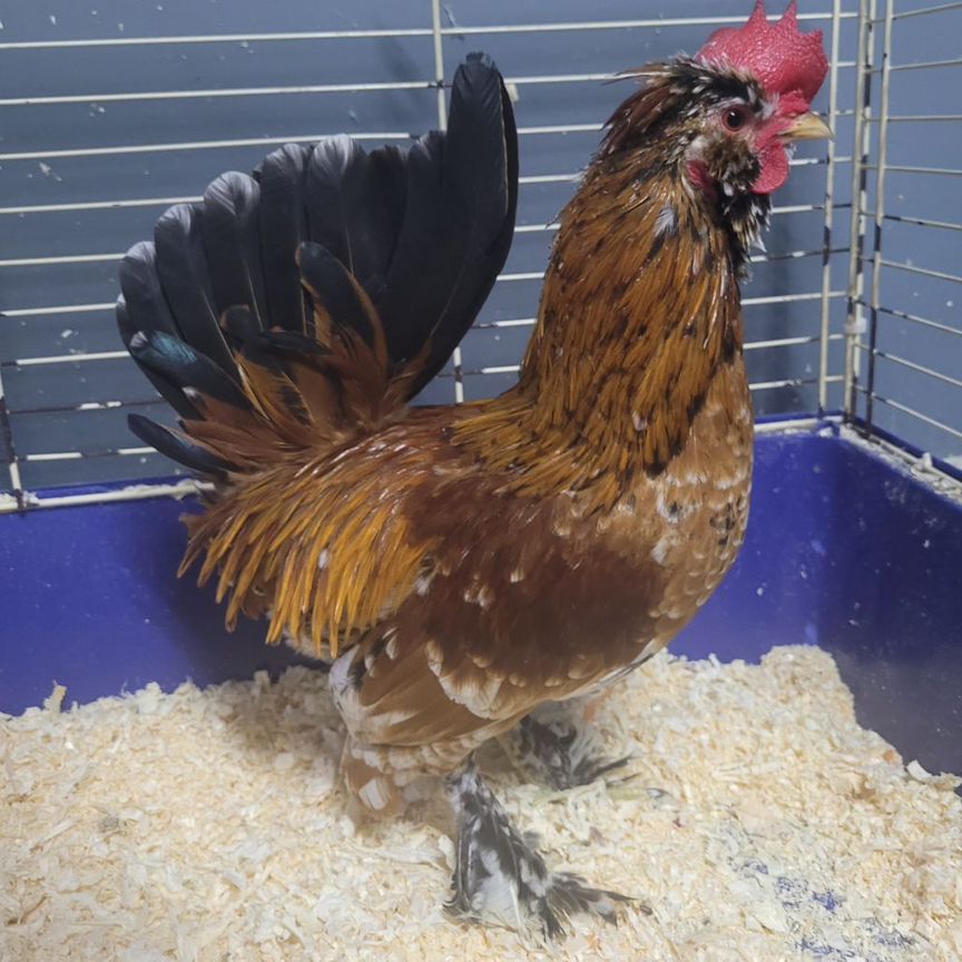 Петух карликовой бентамки