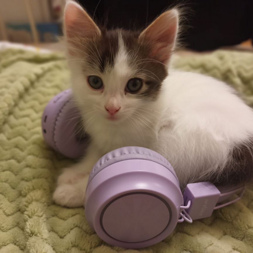 Котёнок в добрые руки