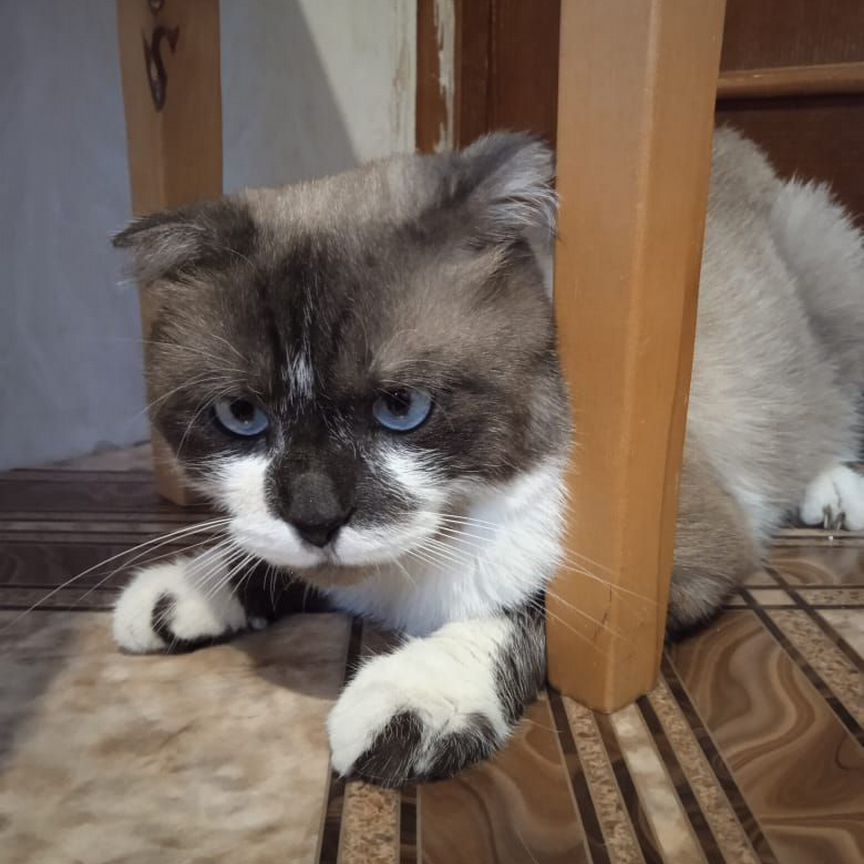 Котик ищет дом