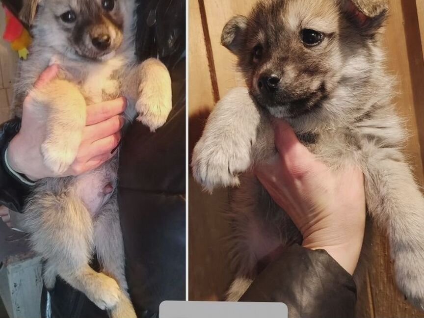 Кутята в добрые руки