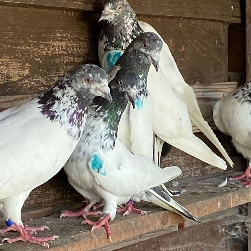 Пакистанские голуби