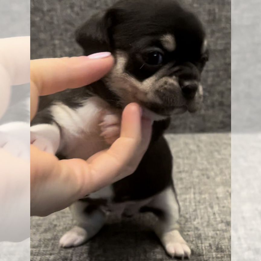 Щенки чихуахуа