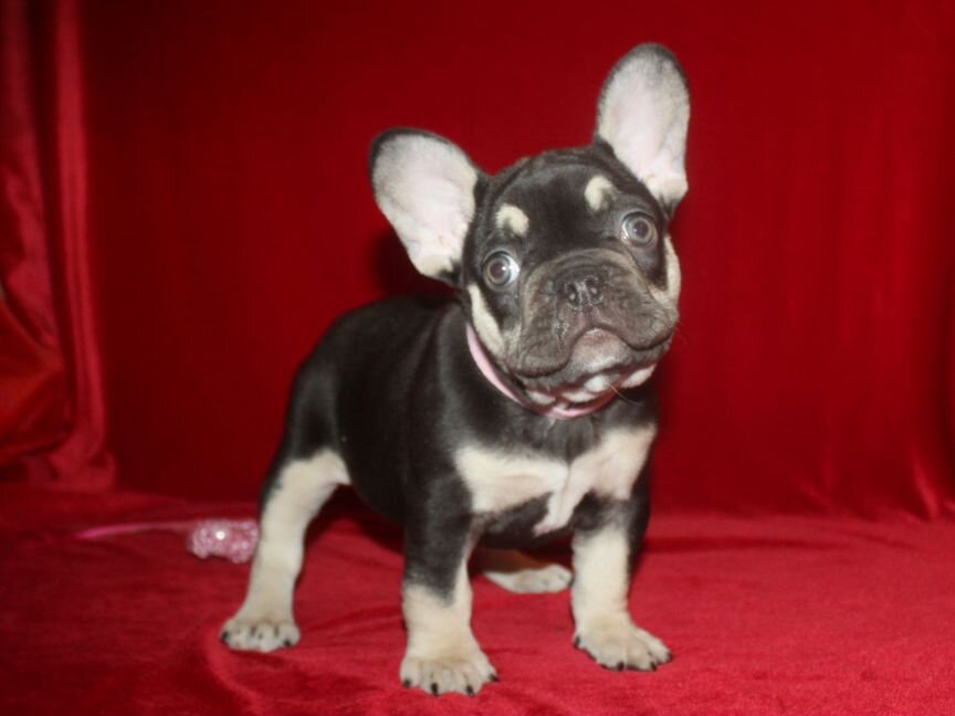 Француженка шоко тан