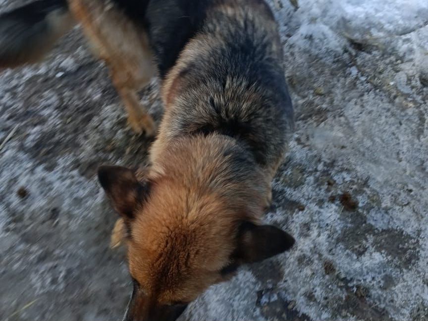 Собака в добрые руки