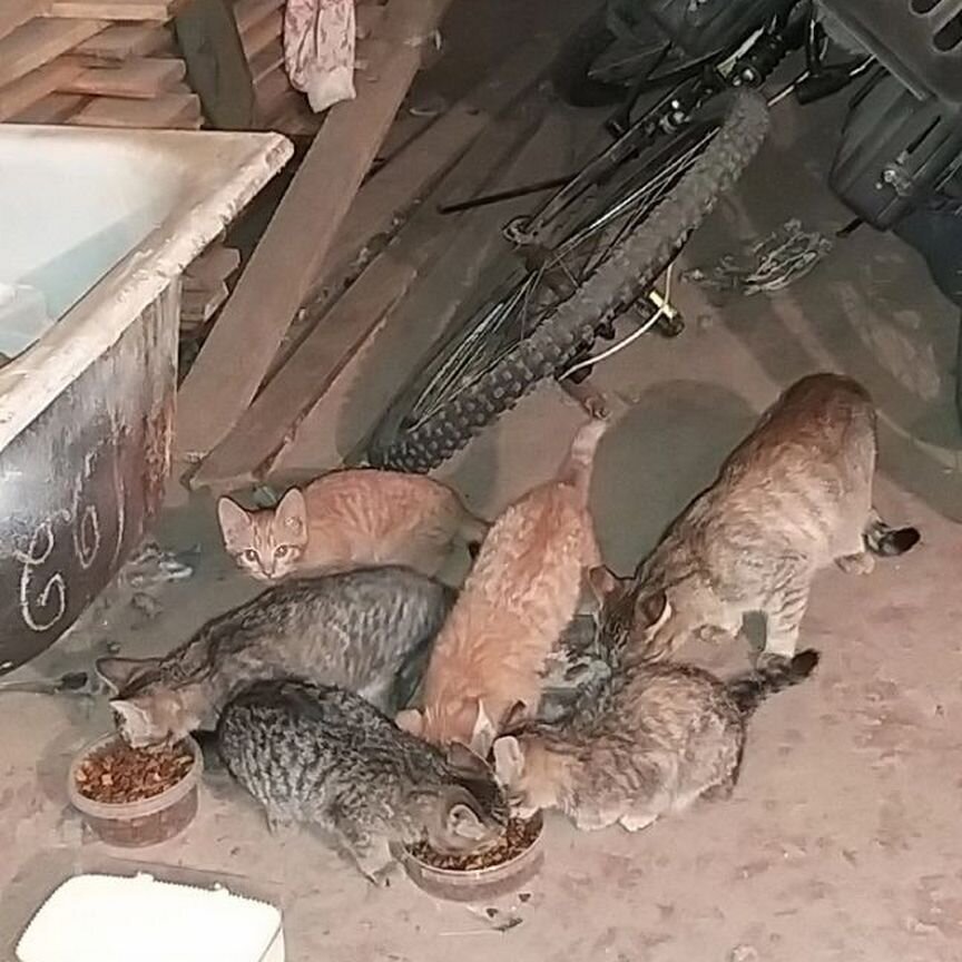 Нужна помощь в устройстве в хорошие руки