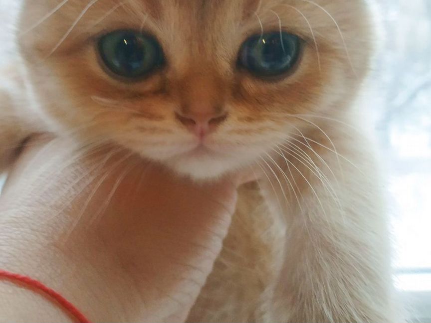 Золотые шиншиллы малыши котята
