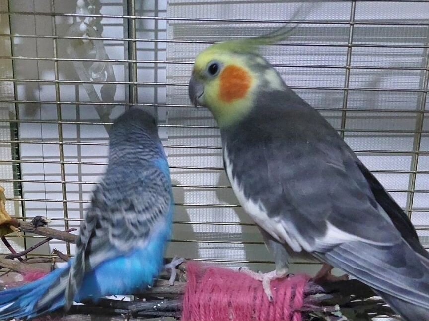Волнистый попугай,карела с клеткой