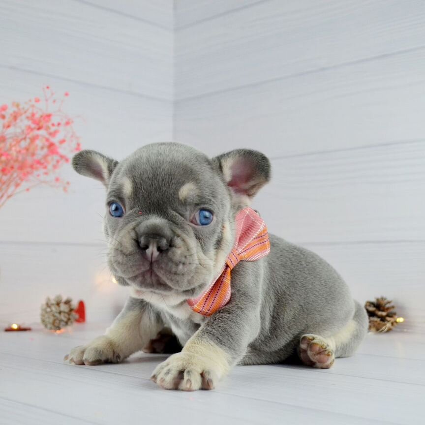 Французский бульдог лиловый