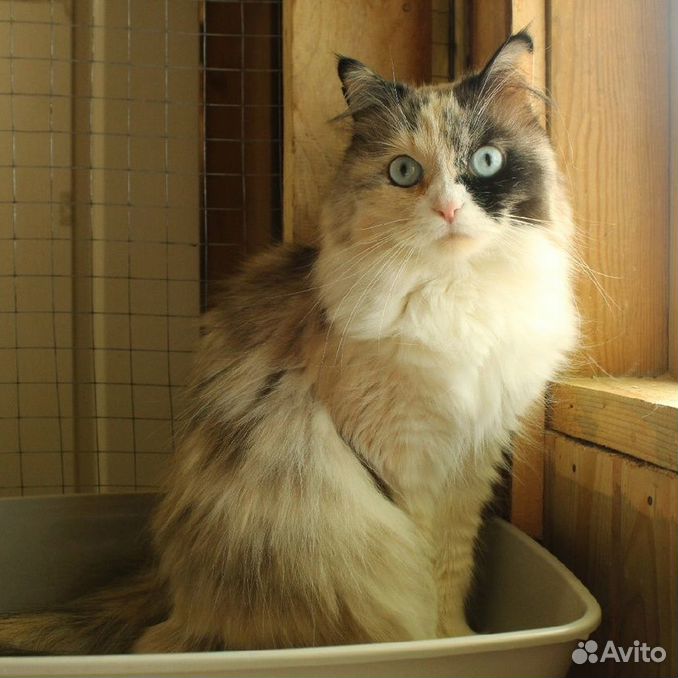 Красавица-кошка с космическими глазами