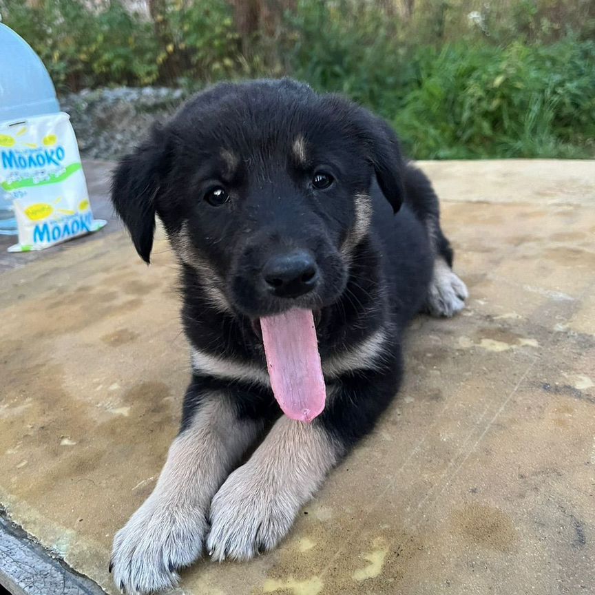 Щенок девочка нужен дом / передержка
