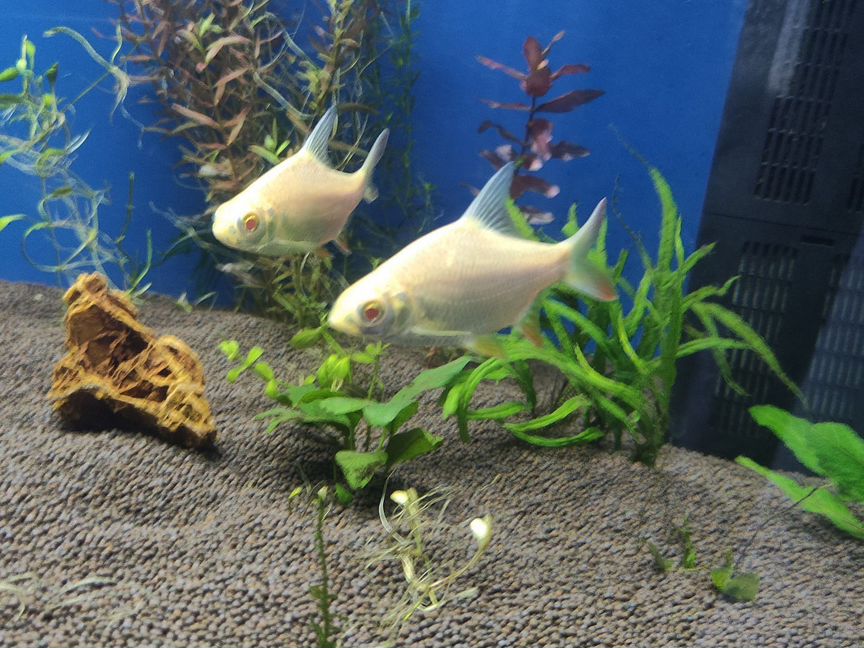 Лещевидный барбус 2 шт