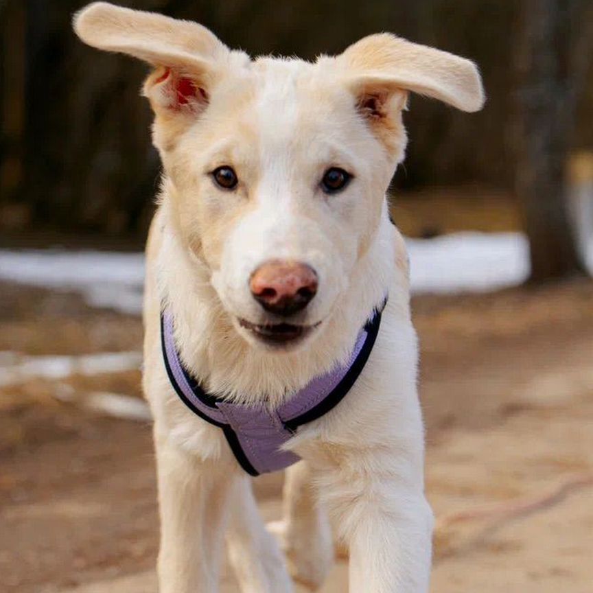 Щенок в добрые руки