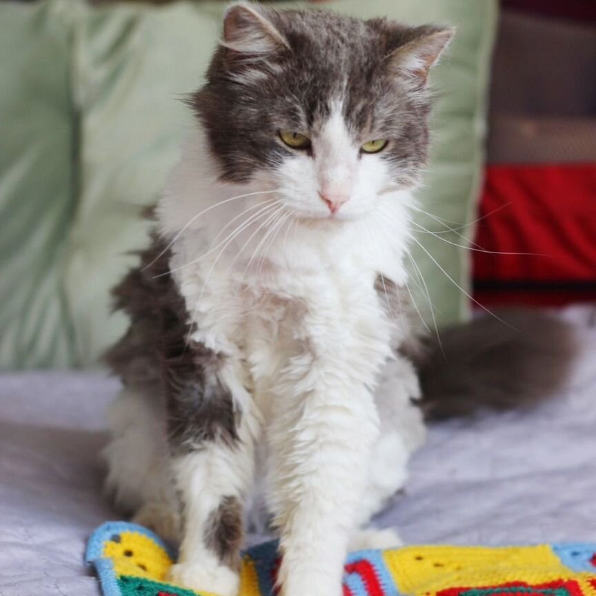 Кот в добрые руки