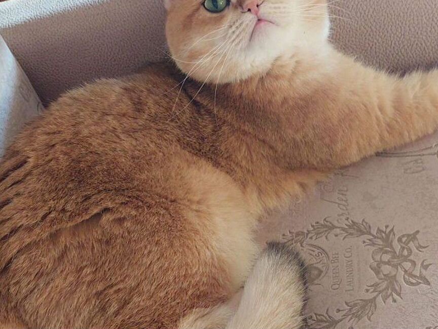 Котик золотая шиншилла вязка