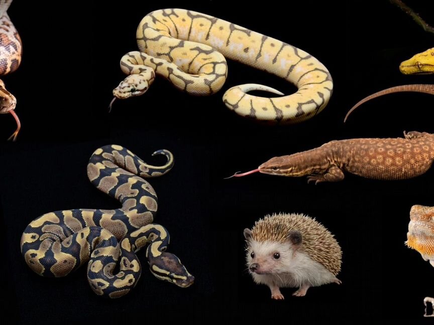 Кормовые крысы
