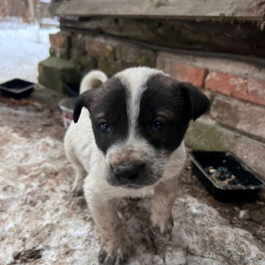 Щенки без мамки