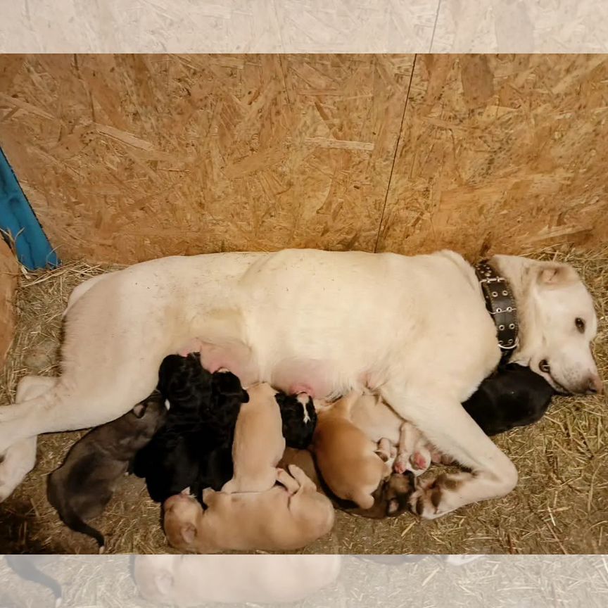 Щенок от частного владельца