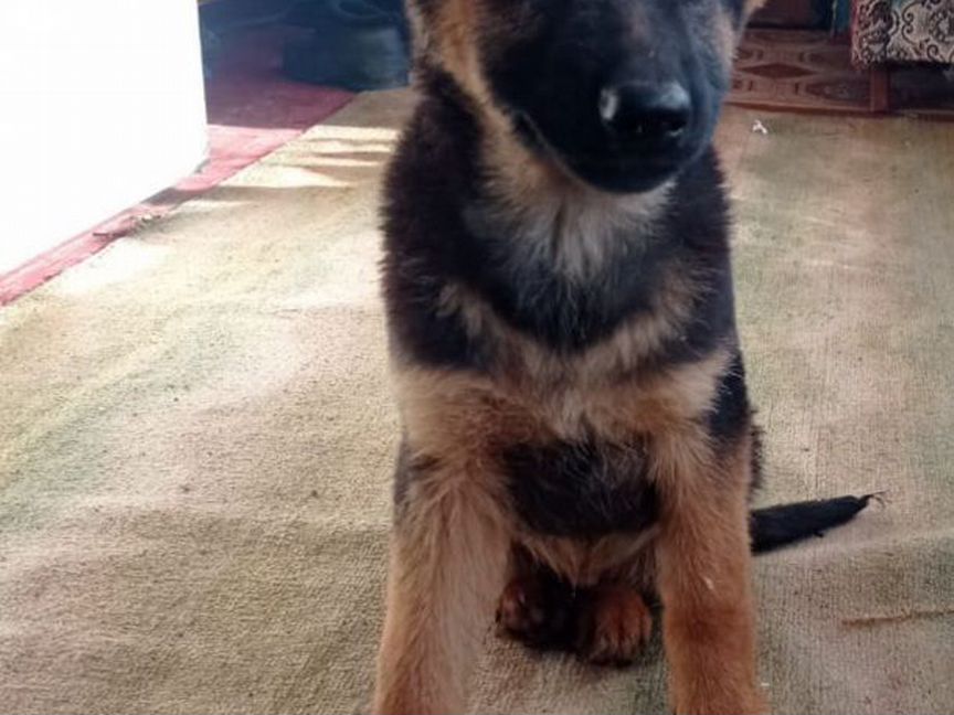 Немецкая овчарка