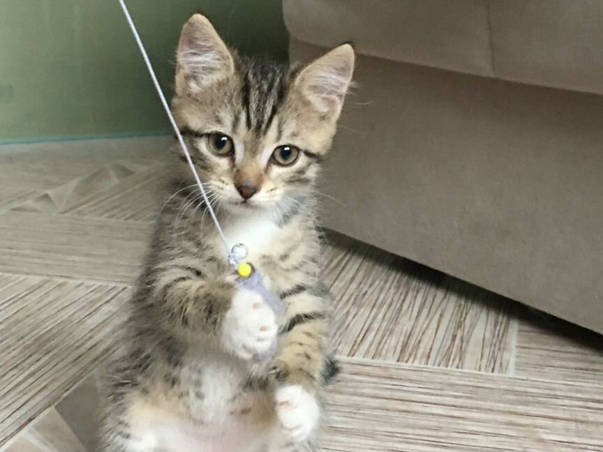 Котята пантера, панда и тигрица принесут счастье