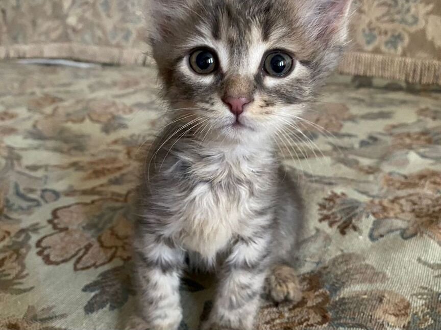 Котенок в добрые руки
