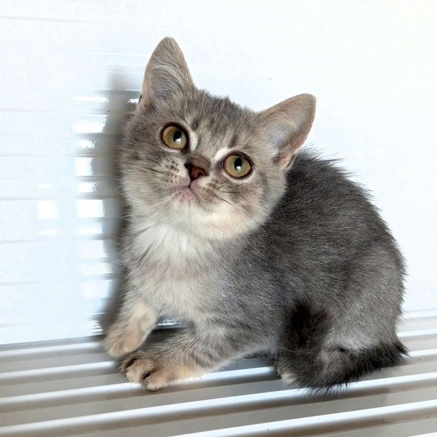 Британский котик
