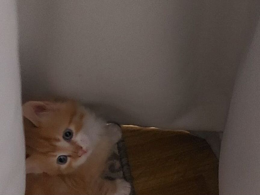 Котята в добрые руки бесплатно