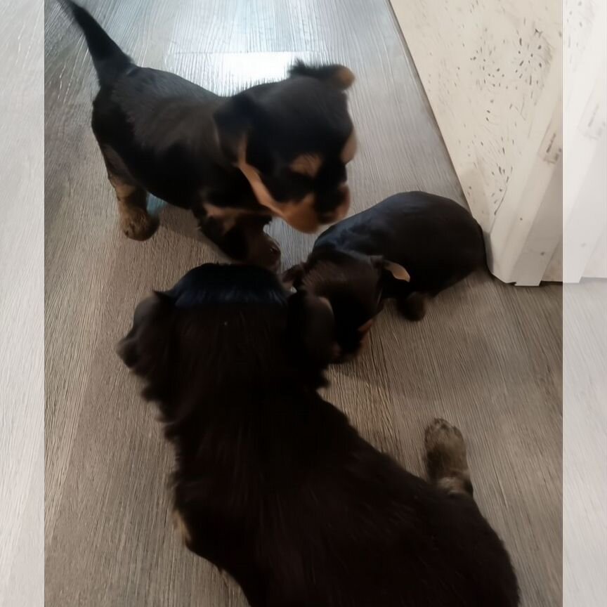 Йоркширский терьер, щенок