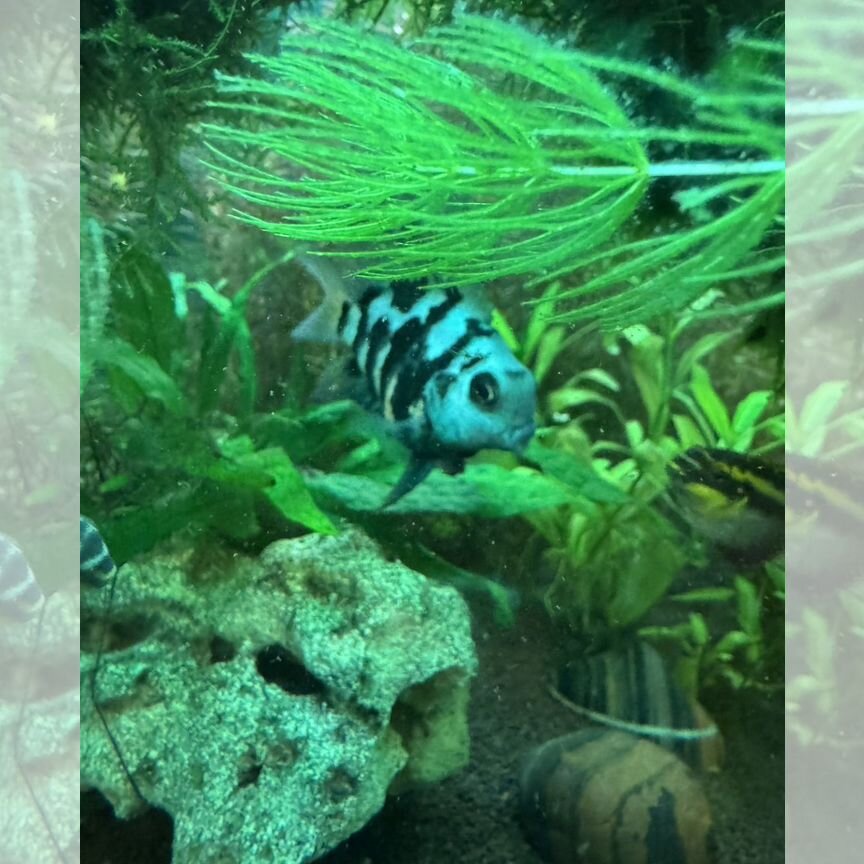 Рыбка сапфировый попугай взрослая пара