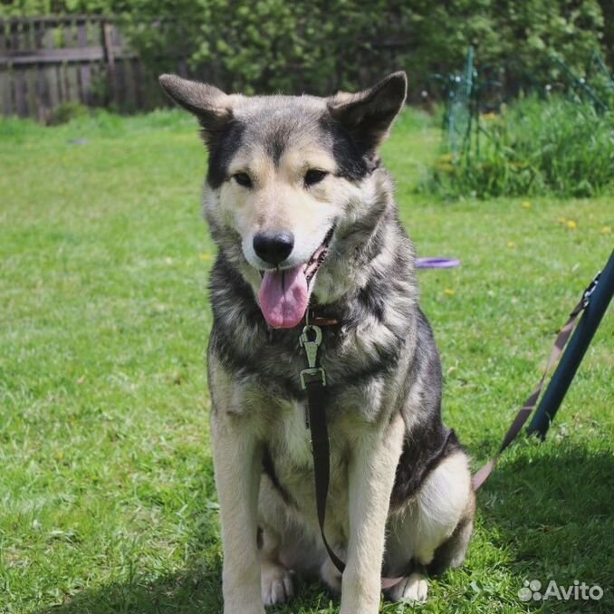 Красивый парень ищет дом