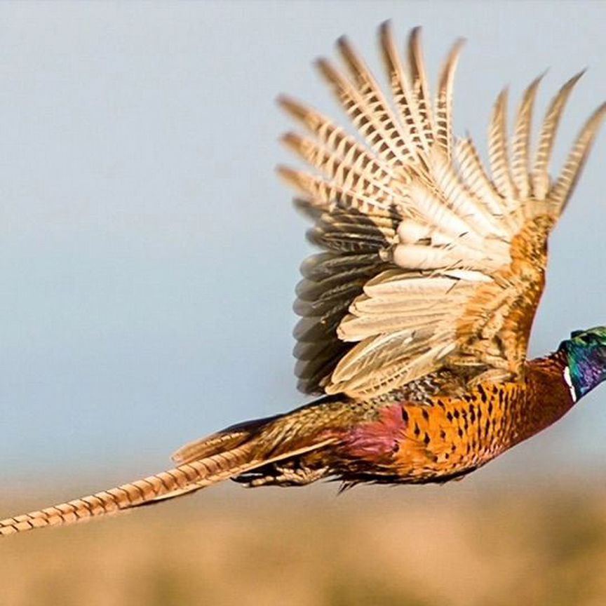 Фазан охотничий охота на фазана