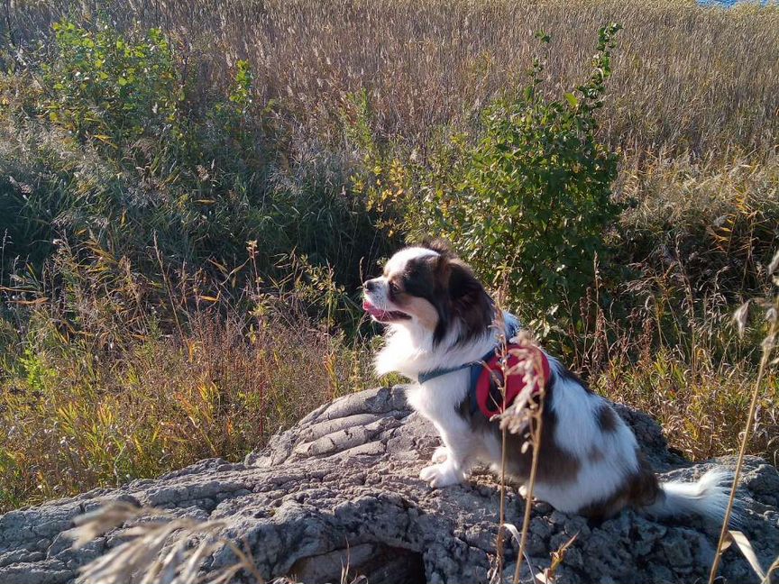 Кобель для вязки