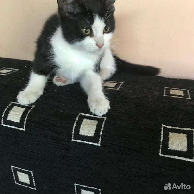 Котёнок,ласковый,порода менкс,5 апреля