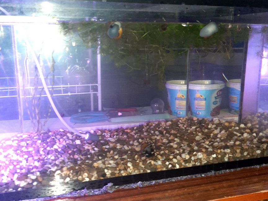 Аквариумные рыбки отдам бесплатно