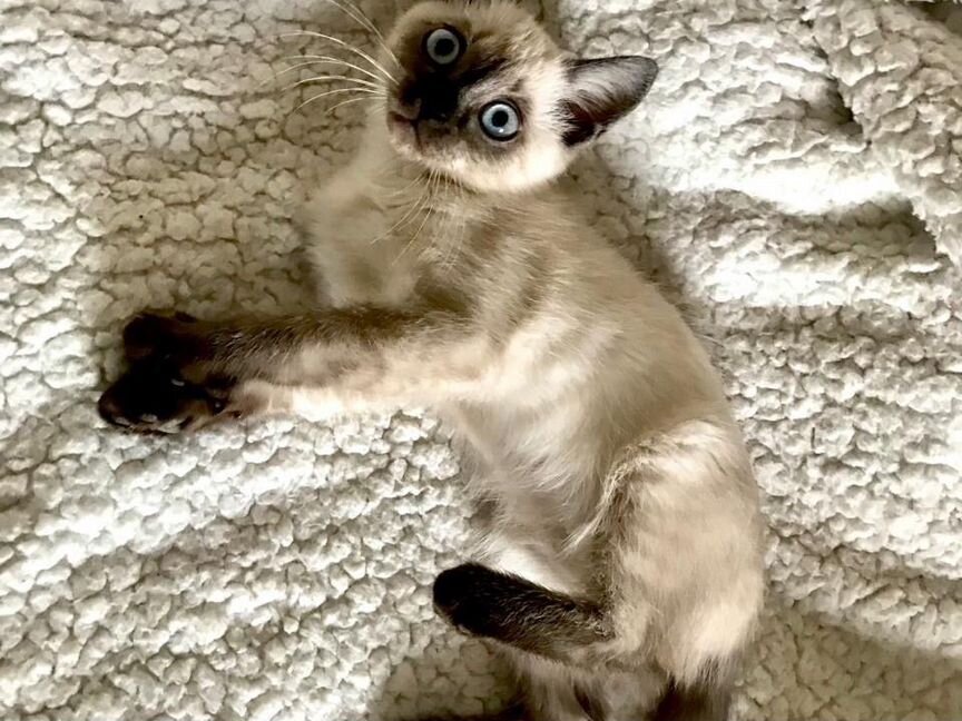 Самый идеальный котенок