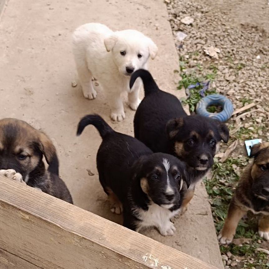 Щенок в добрые руки