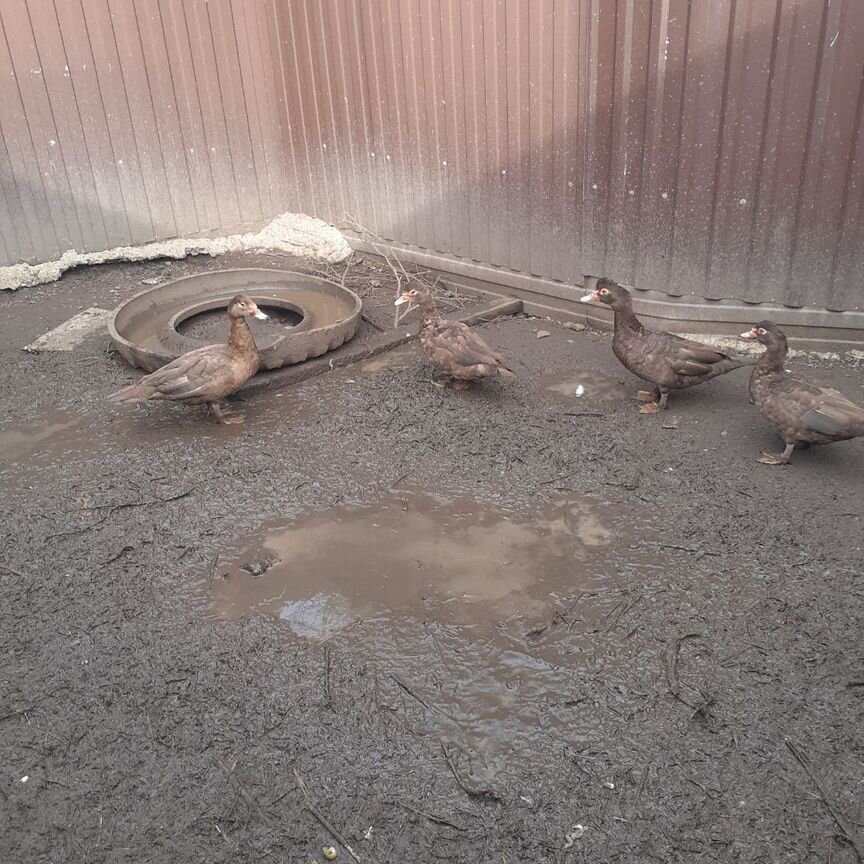 Продаются мускусные уточки